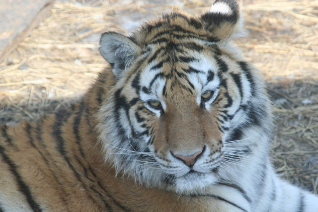 Harbin Siberian Tiger Park (Tigers can climb the tree !) | Synotrip