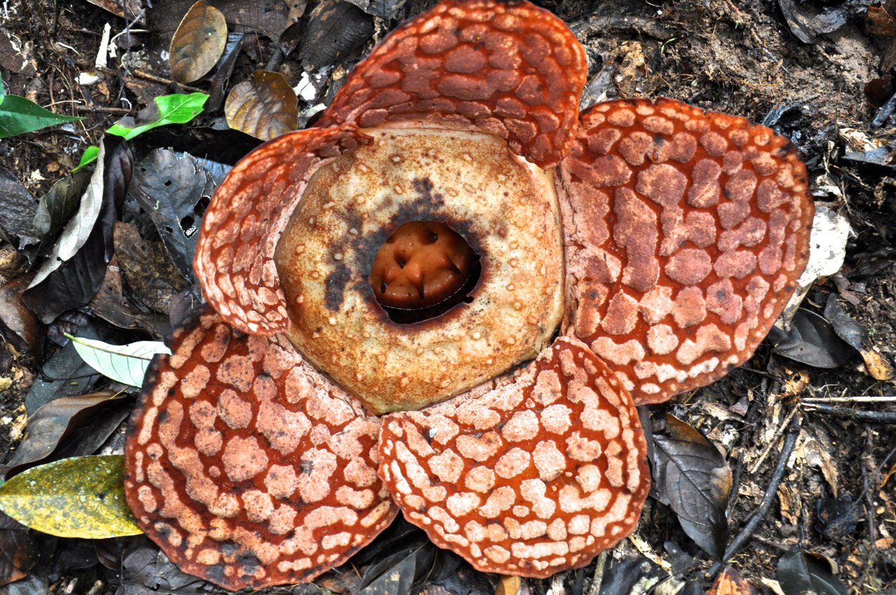 Ulu Geroh, Gopeng Malaysia | Synotrip