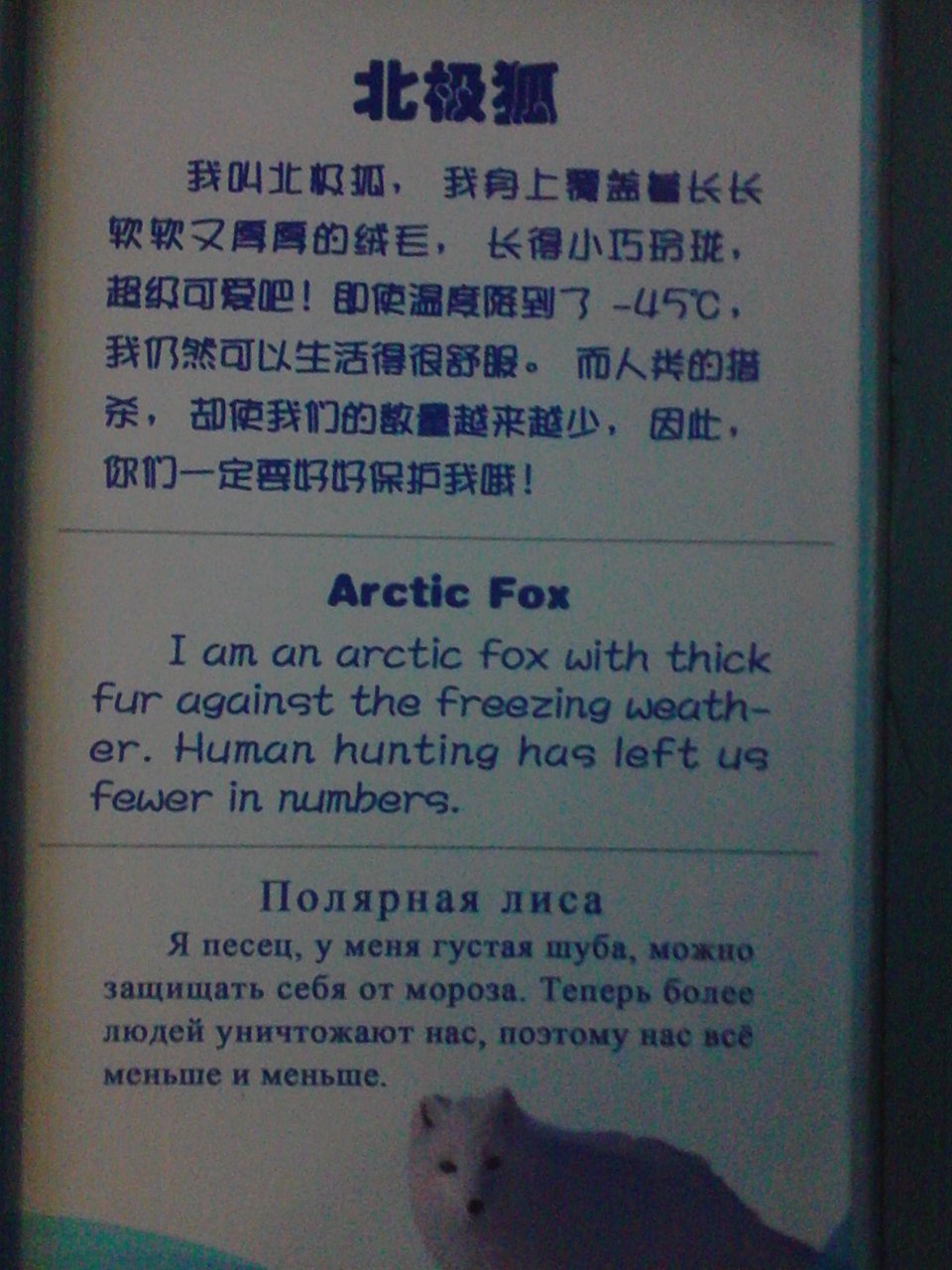 Introduction of Arctic fox | Synotrip