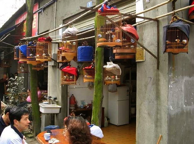 Chengdu Bird Market | Synotrip