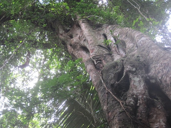 Vampire Trees | Synotrip